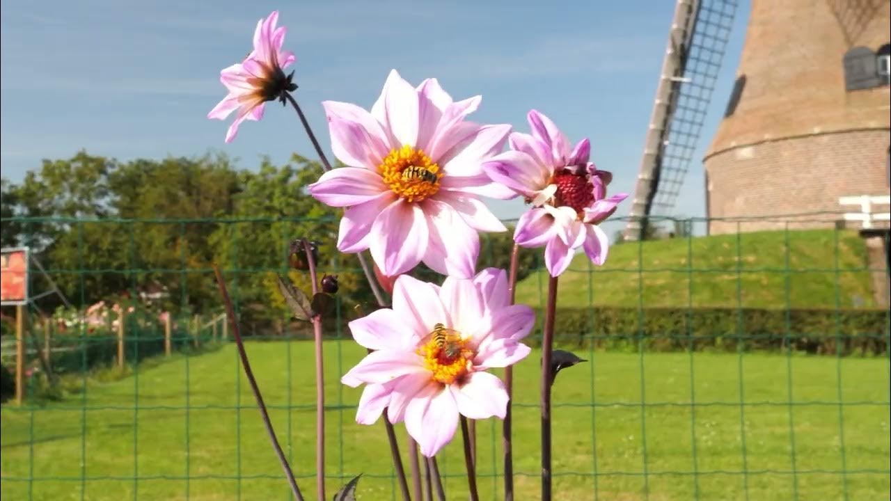 Dahlia Tuin te Rekken - YouTube