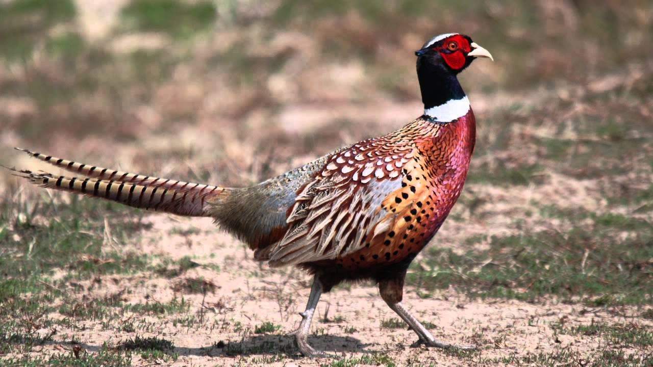 Calamus Outfitters - For The Birds - YouTube