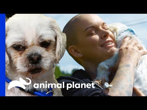 From Puppy Mill Breeding Dog To Beloved Pet! | Amanda To The Rescue