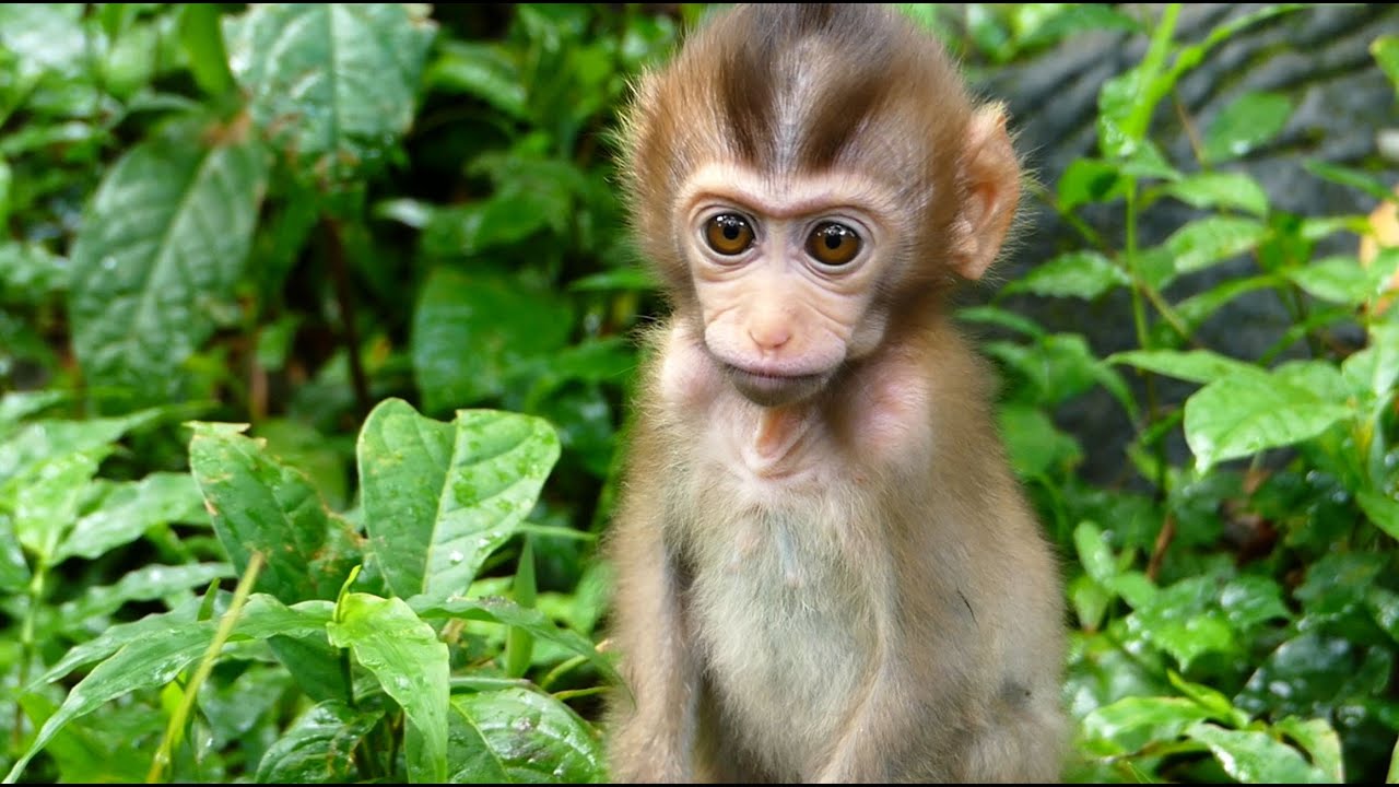 Lip Smacking Is Body Language Gesture, Sometime It Brave Performance ...