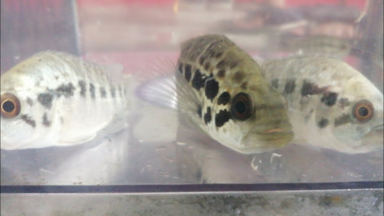 castnet fishing hunting jaguar cichlid... - YouTube