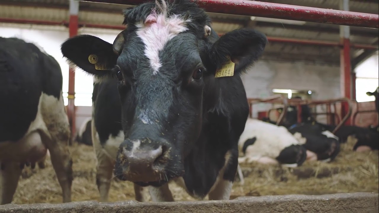 Scary Dairy - Shocking Cinema Ad! - YouTube