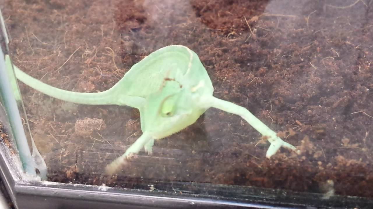 Pet Shop Lizard - YouTube