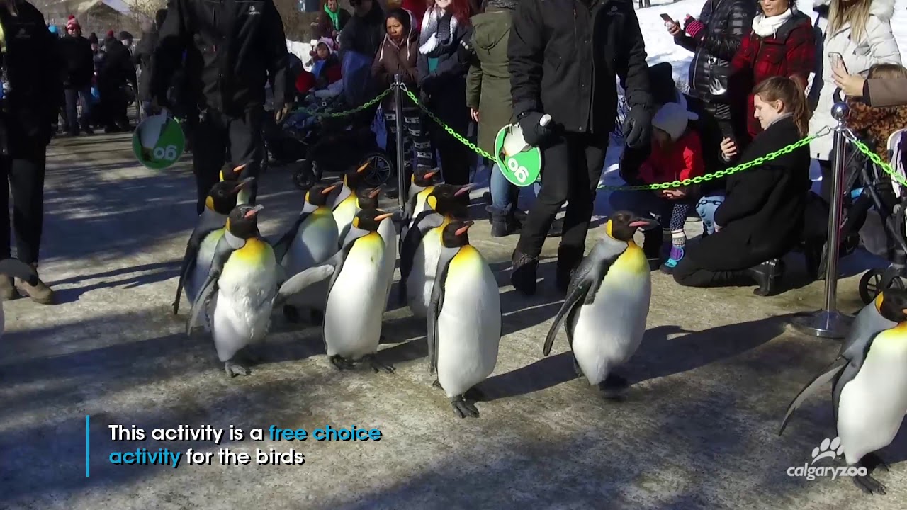 Penguin Walk 2019 - YouTube