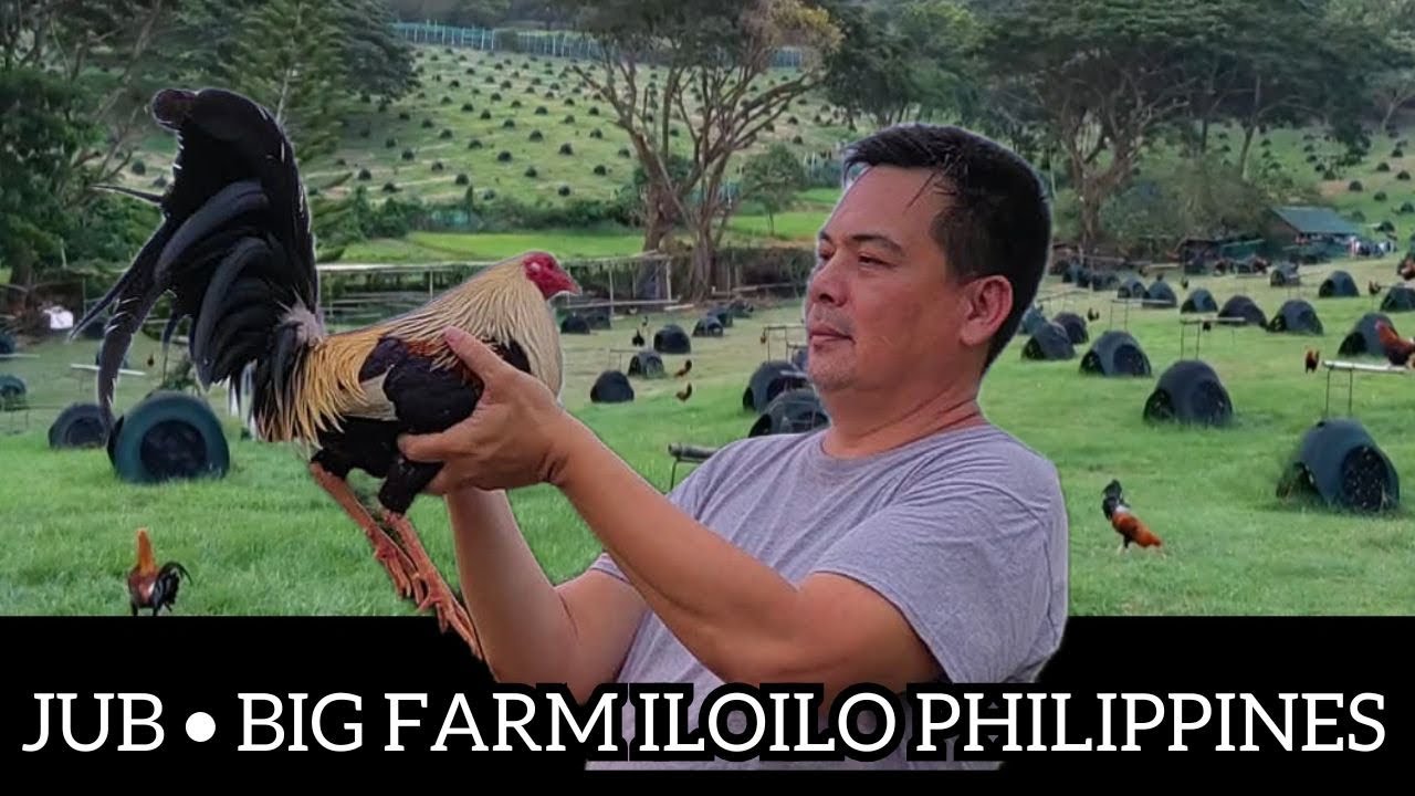 Iloilo Beautiful View Big Farm Philippines - Jub Farm Free Range Best ...