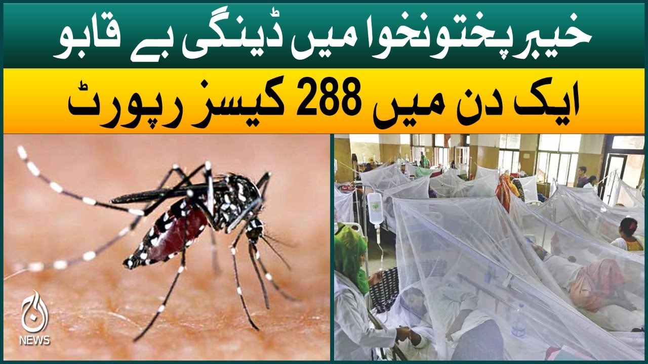 Dengue Outbreak continues in KPK | More than 288 cases reported in one day | Aaj News - YouTube