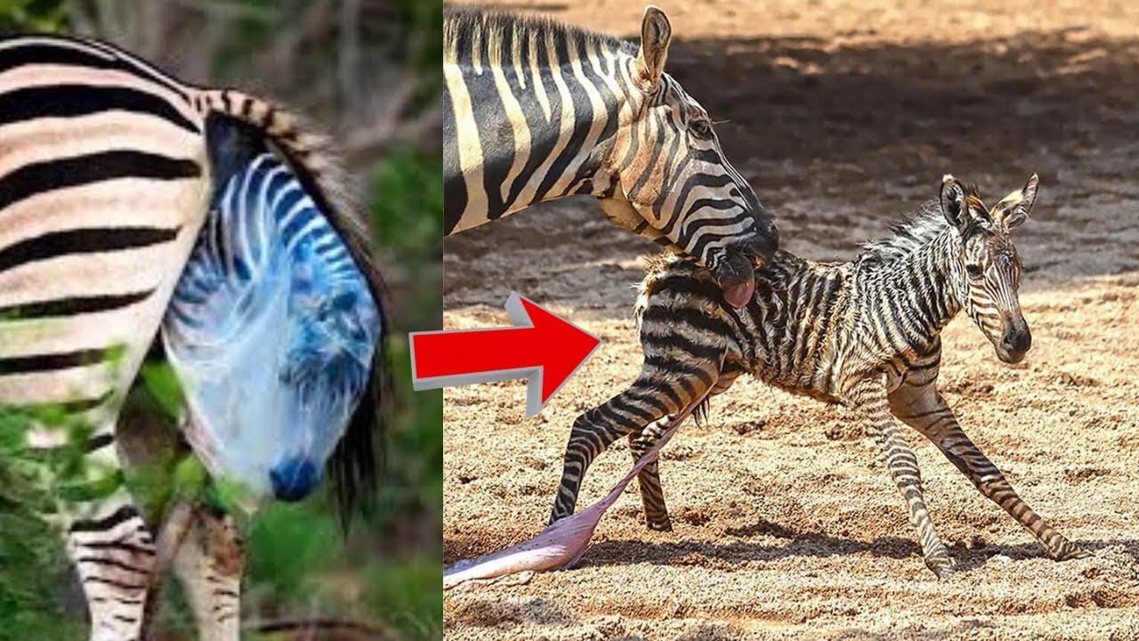 Zebra Birth and First Steps in the Wild: A Miraculous Moment | WILDLIFE ...