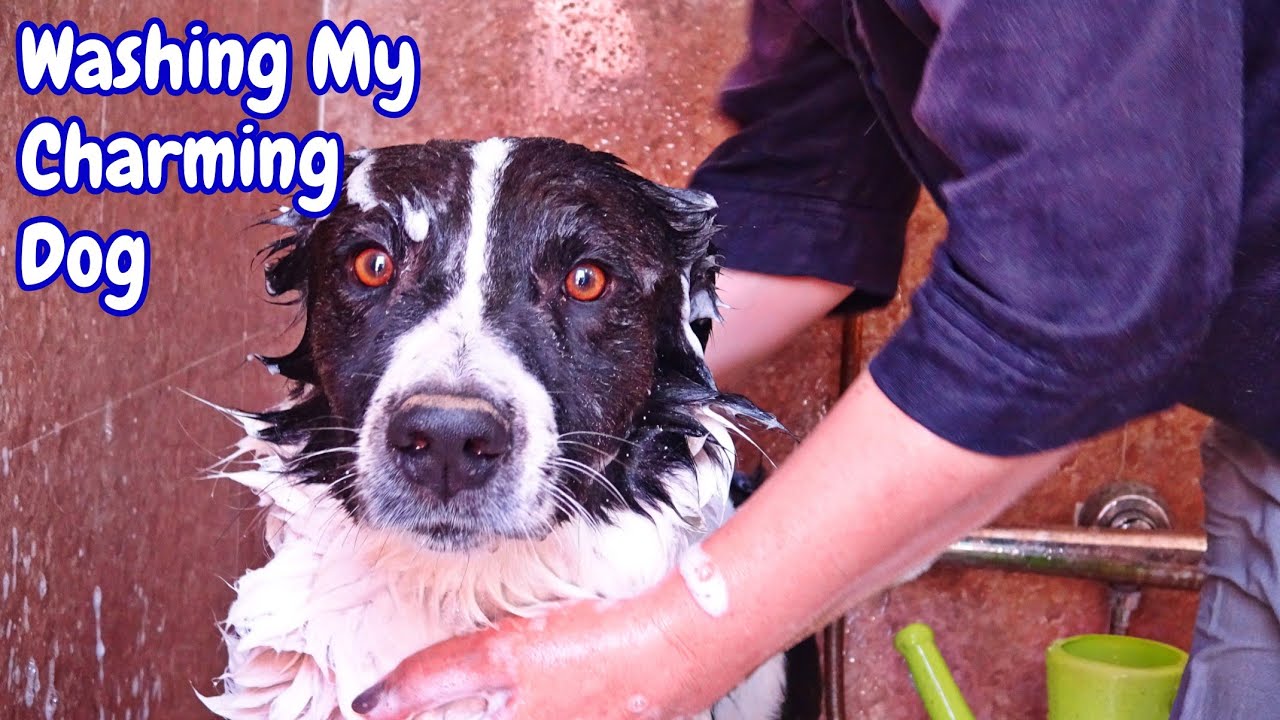 Washing My Charming Dog : Barking Dogs - Animals Sounds - YouTube