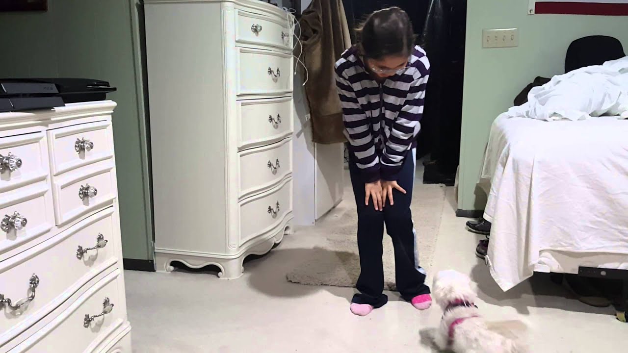 Playful Excited Little White Puff-ball Puppy! My Aunt's Maltese Dog ...
