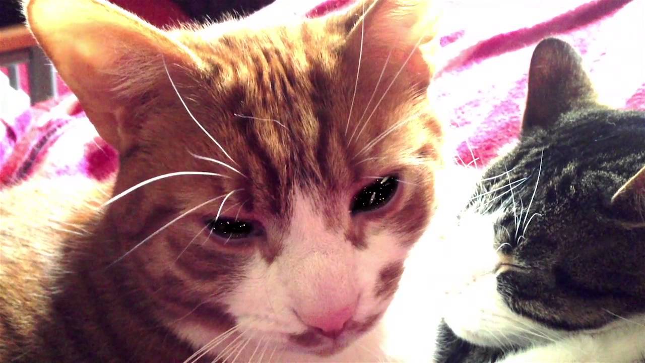 Cat Hypnosis - YouTube