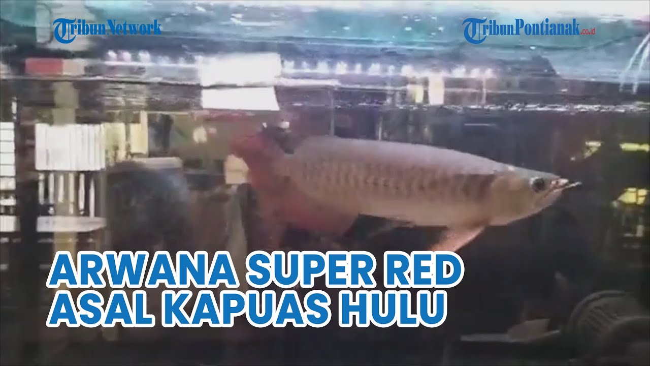 Penampakan Ikan Arwana Super Red Asal Kapuas Hulu - YouTube