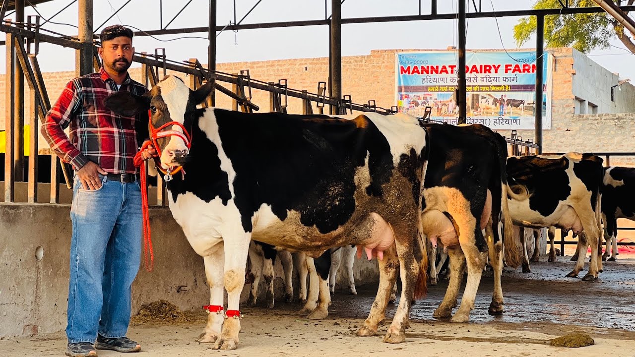 Full Pure ABS Breed | 30 HF cows available | 45 Liter milk | low rates ...