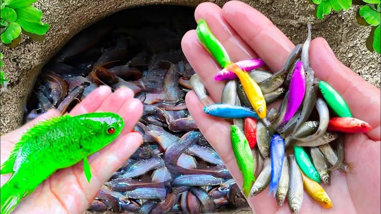 Catch beautiful aquarium fish in small pond baby turtles, eels, red ...