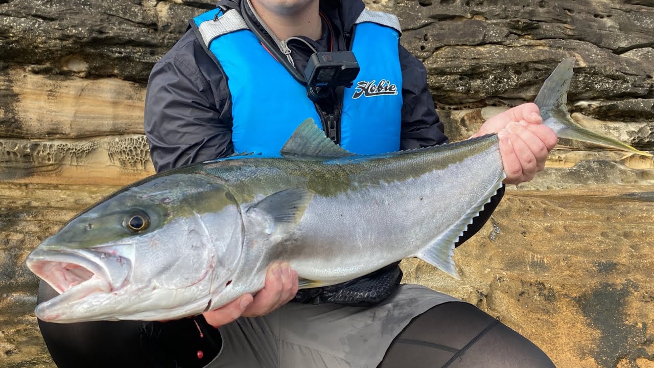 BIG Topwater Kingfish From the Rocks | Sydney Rockfishing - YouTube
