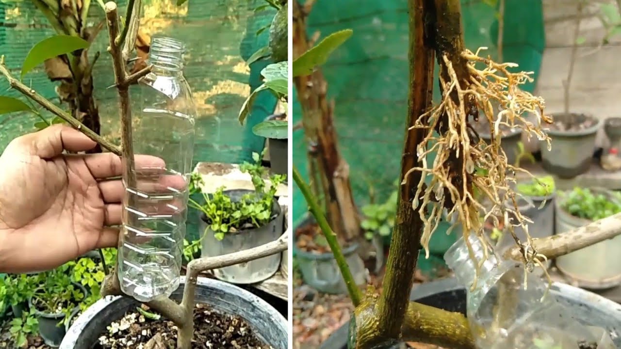 How to air layering Lemon tree | New methods - YouTube