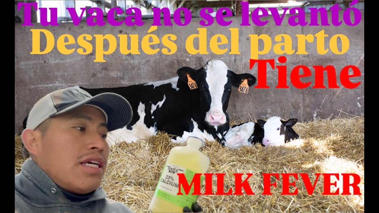 Tu vaca despues del parto/no se levanta tiene fiebre de leche/milk fever - YouTube
