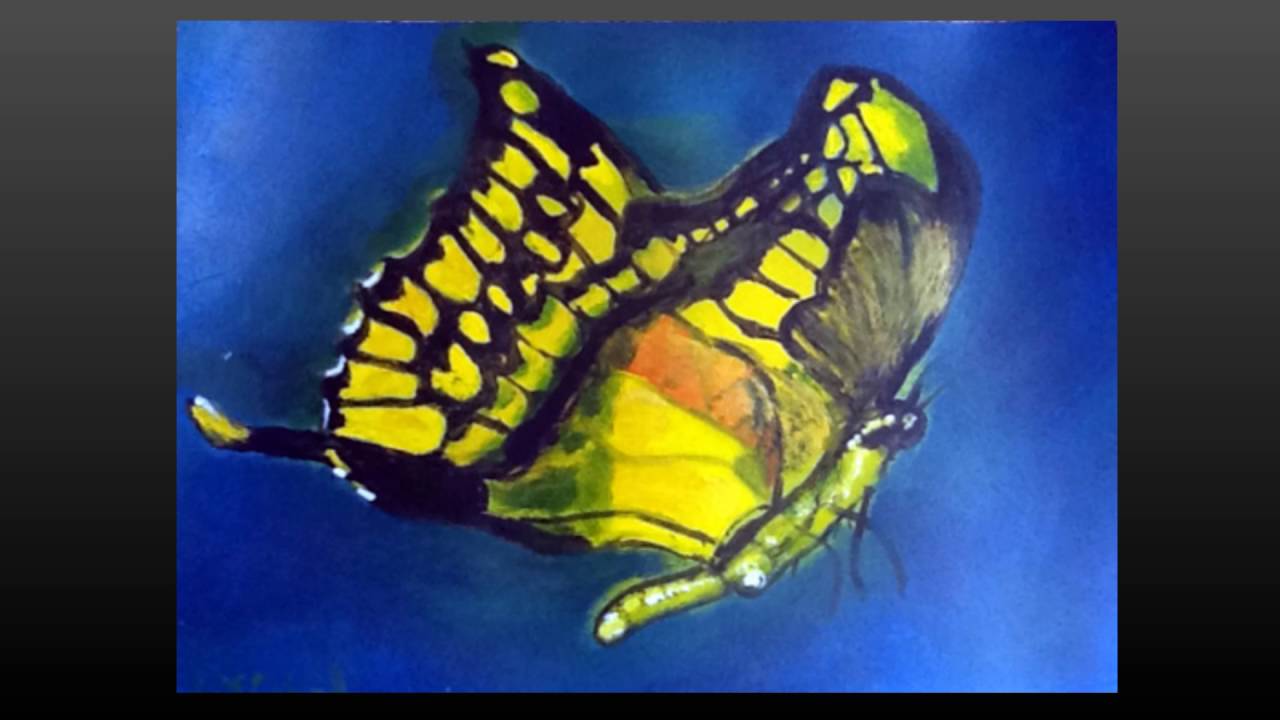 Oregon Swallowtail Butterfly Galleria - YouTube
