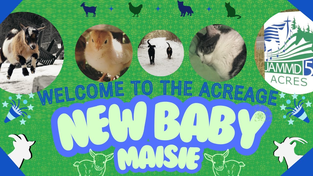 NEW BABY ALERT! | @JAMMD5 ACRES | Introducing MAISIE! - YouTube
