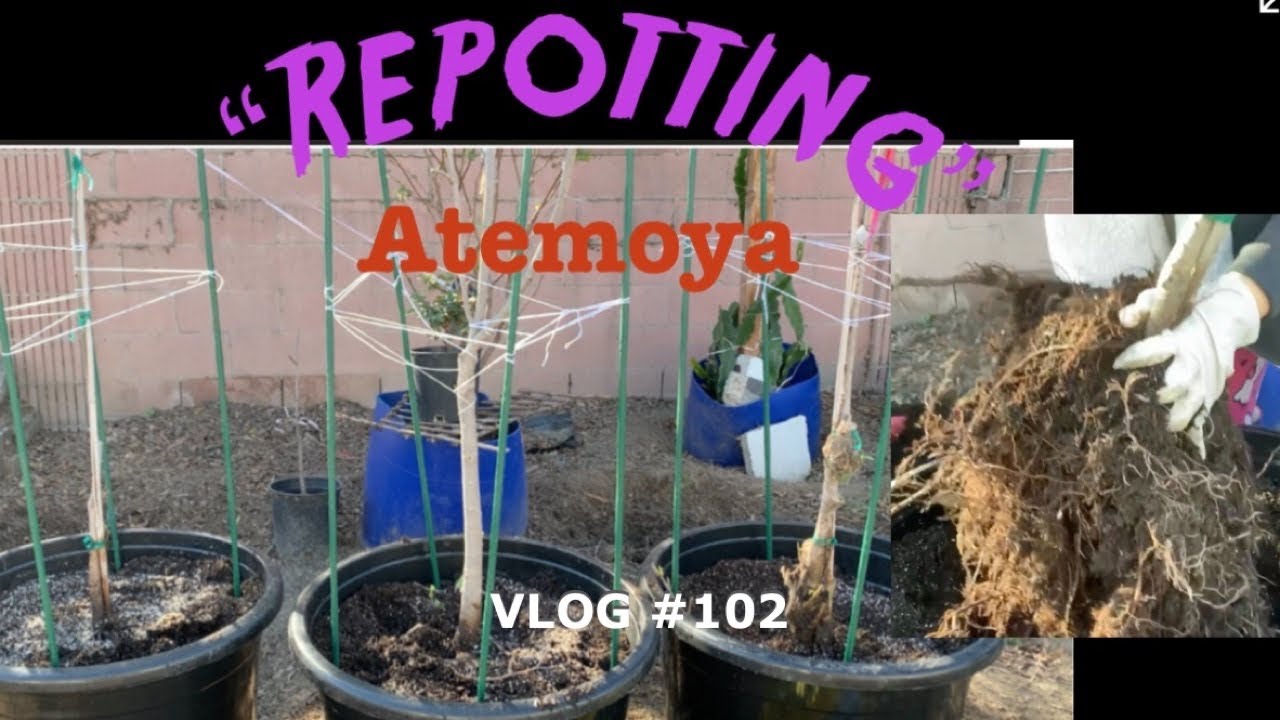 DIY: REROOT, REPOT and RELOCATE my African Pride2, Red ilama and Lisa ...