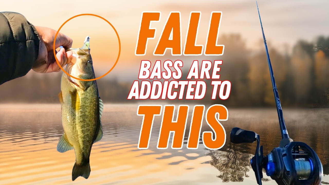 Fall Largemouth Bass are HOOKED on this ONE LURE! - YouTube