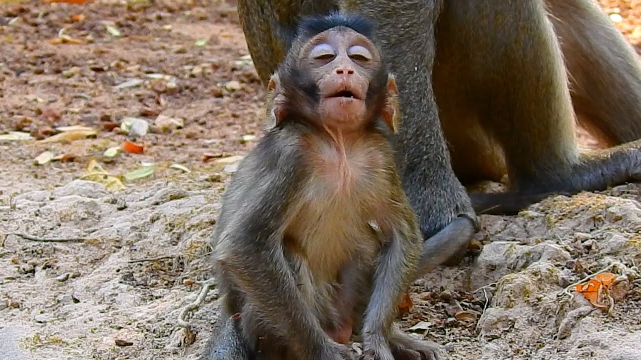 Baby Anisa Dream About Milk - YouTube