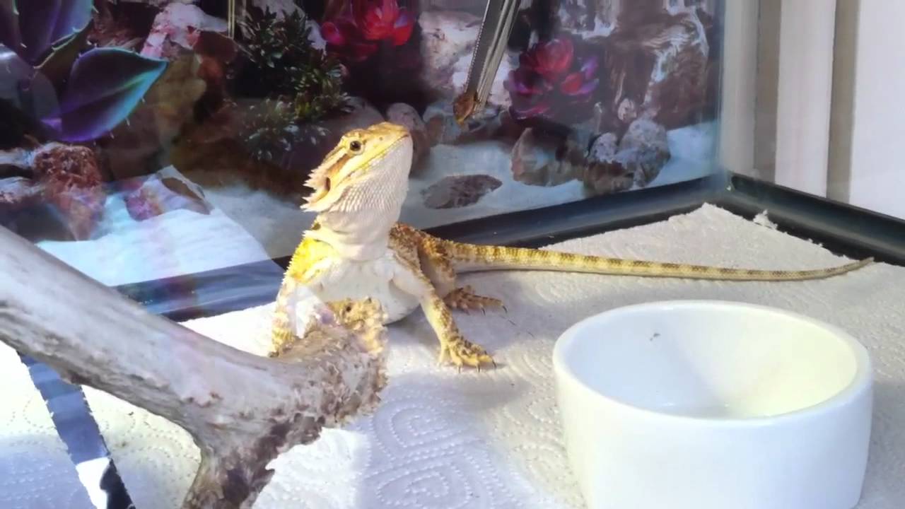 Dobby Eating Dubia Roaches - YouTube