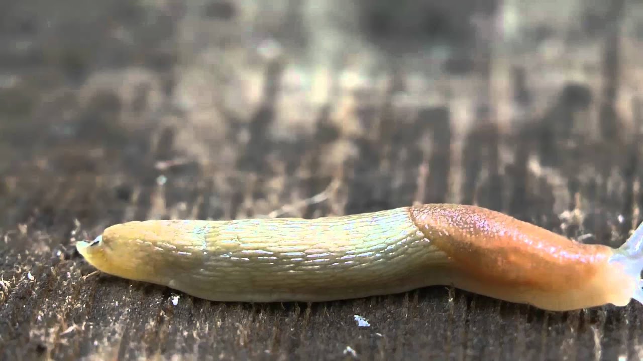 Slugs up close and personal - YouTube