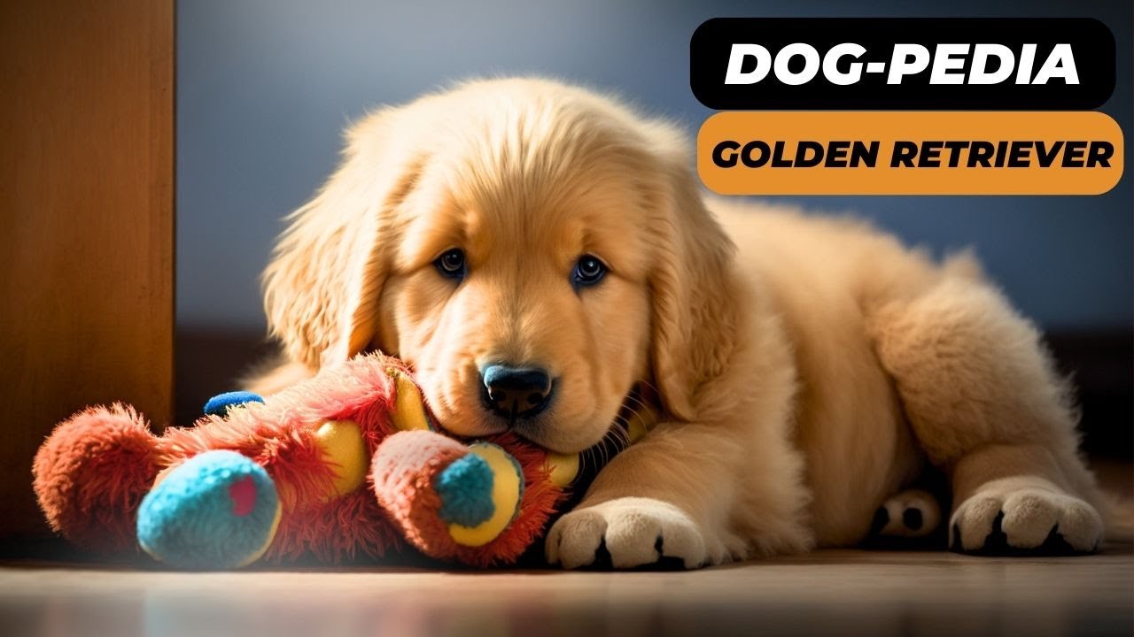 Golden retriever dog breed information dog-pedia - YouTube