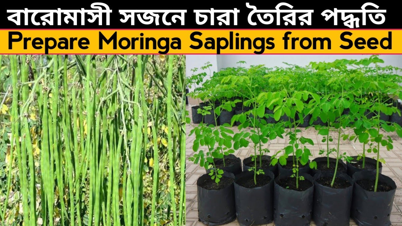 How to Prepare Moringa Saplings | বারোমাসি সজনে গাছের চারা তৈরির পদ্ধতি ...