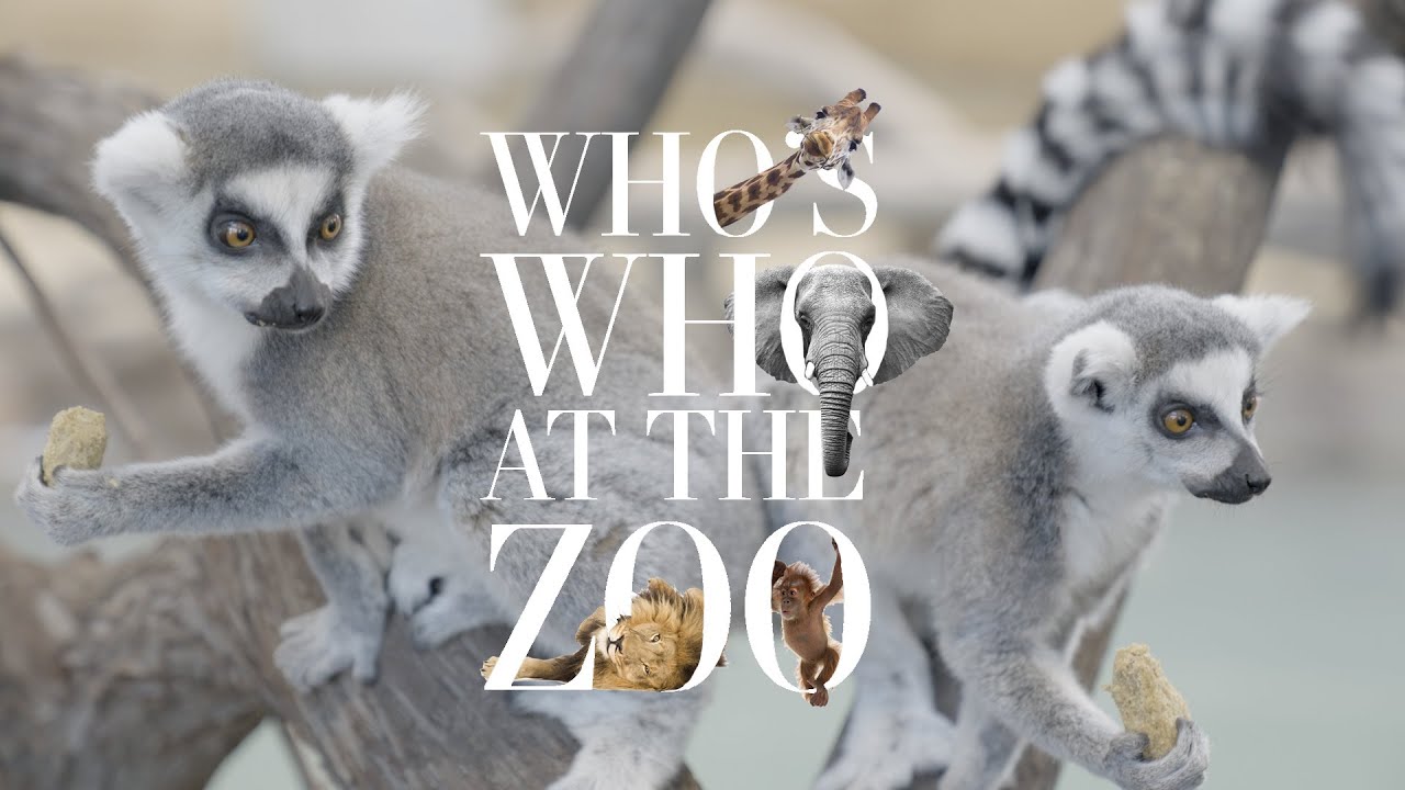 Who's Who at the Zoo | Ring-tailed Lemurs - YouTube