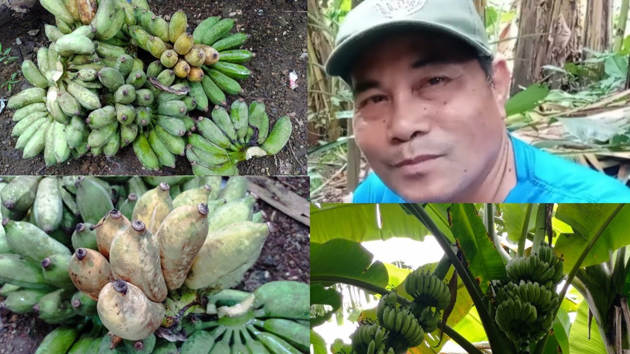 PAANO AKO MAG HARVEST NG SAGING - YouTube