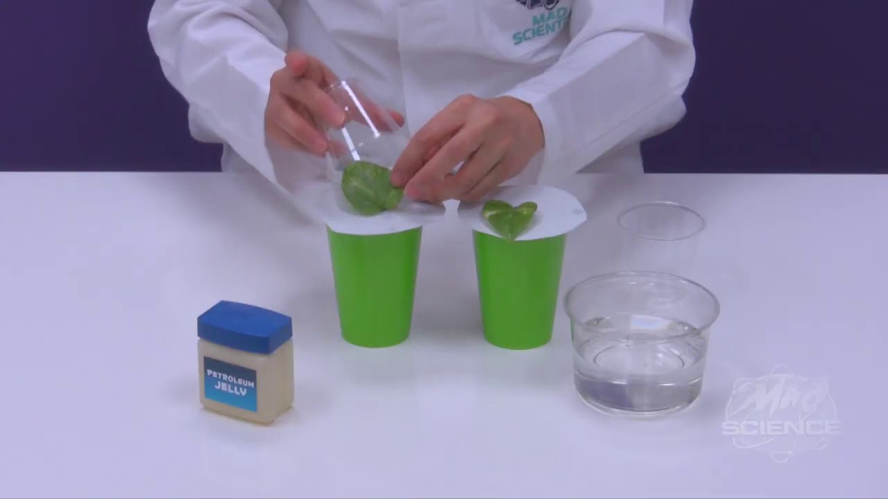 Plant Perspiration - Mad Science - YouTube