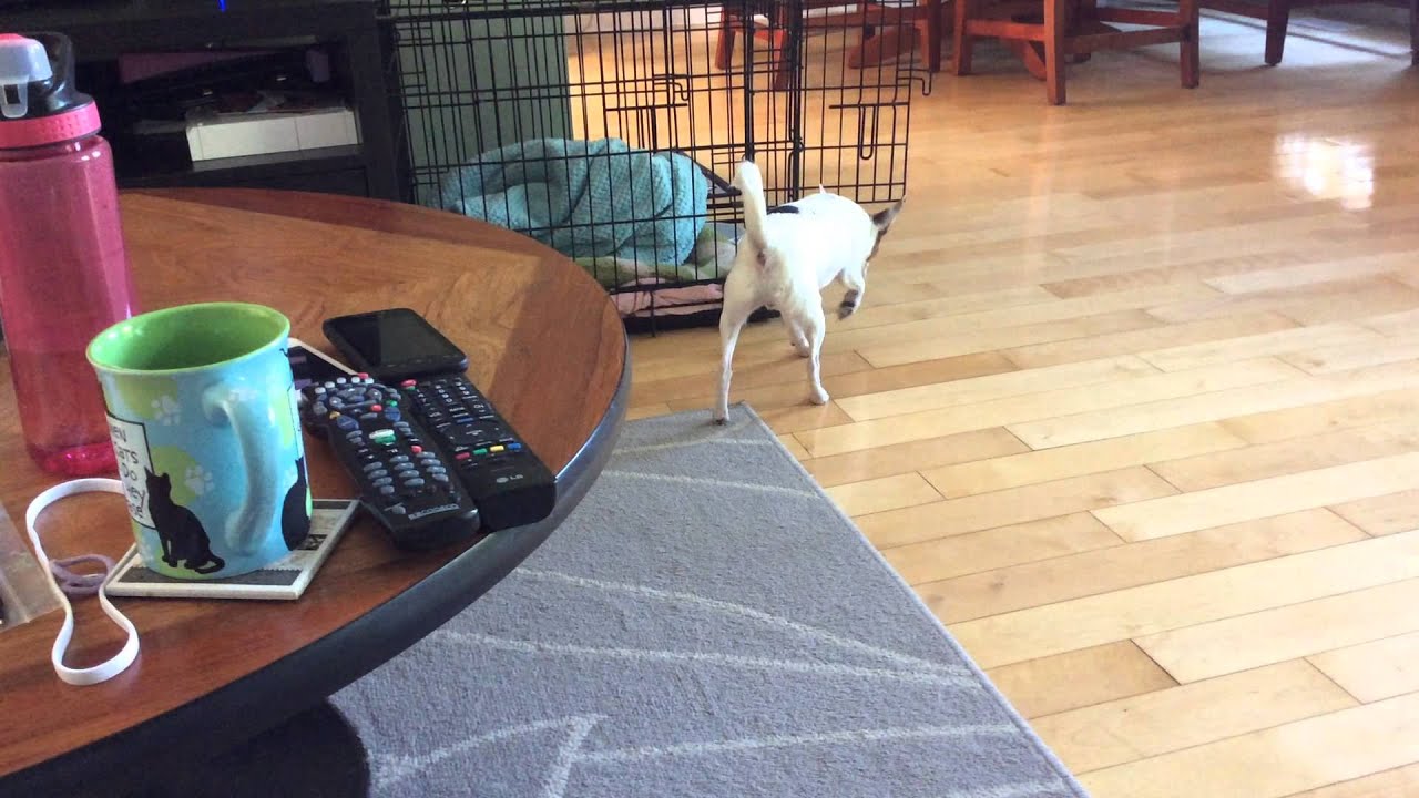 Tip Toeing Dog - YouTube