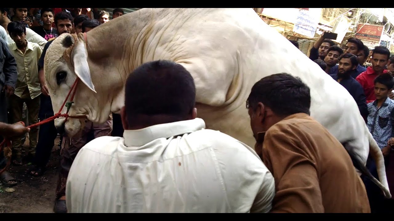 SIBI BULL QURBANI - YouTube