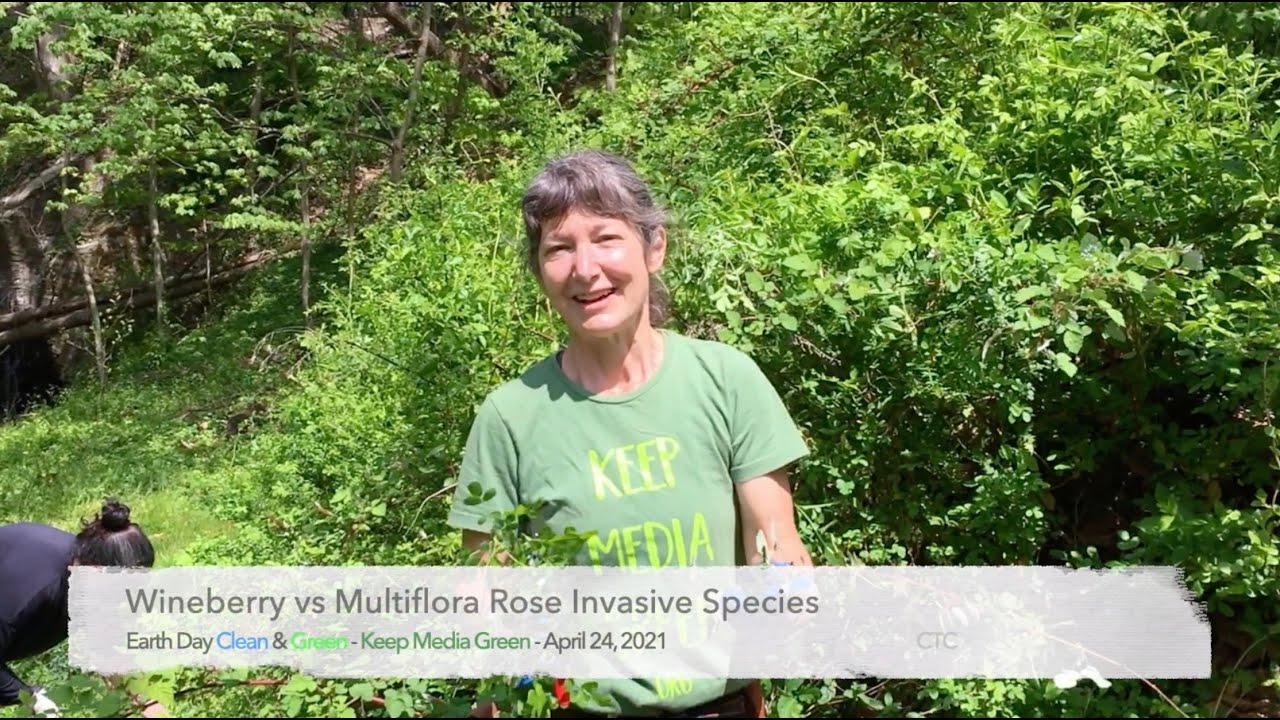 Wineberry vs Multiflora Rose Invasive Species - YouTube