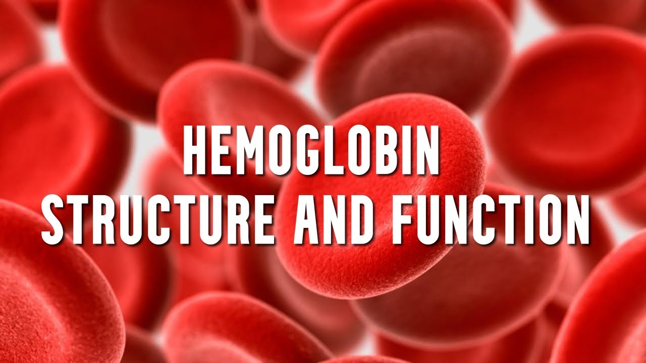 Hemoglobin Structure and Function - YouTube