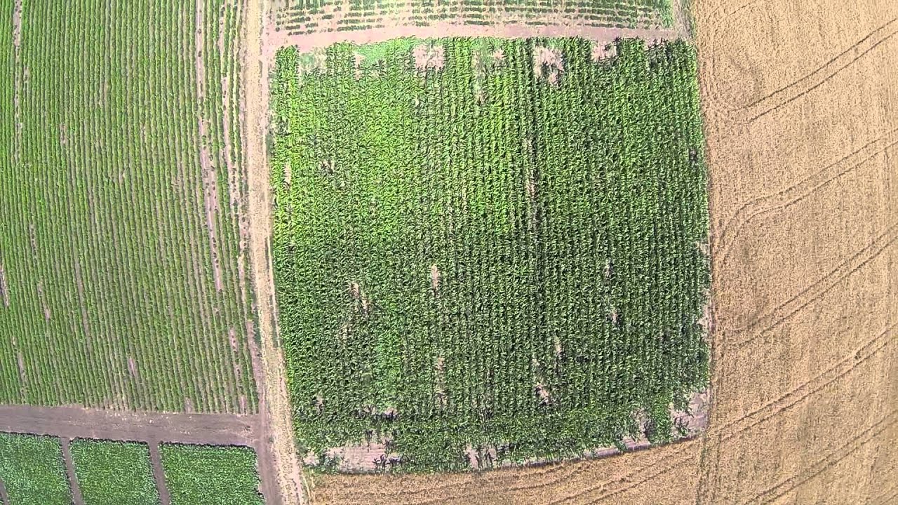 UAV flight over Corn Field - YouTube