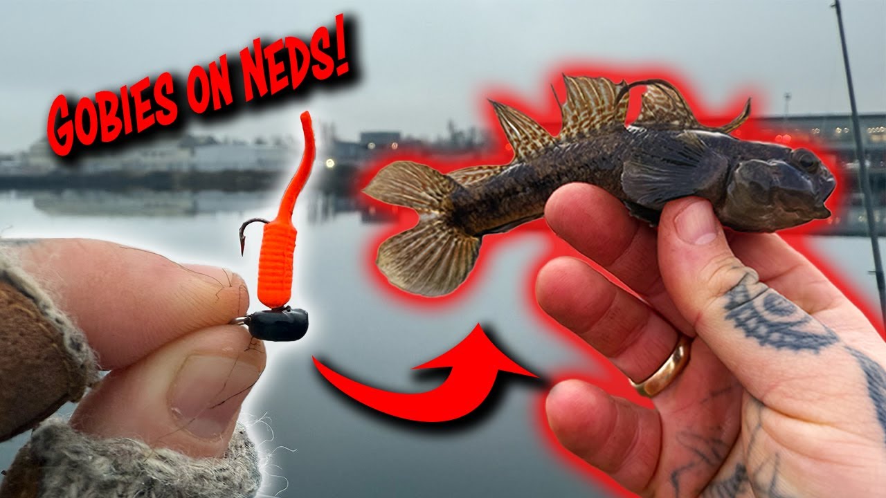 MICRO Ned Rig Fishing For Gobies!! Saltwater Lure Fishing!! LRF - YouTube