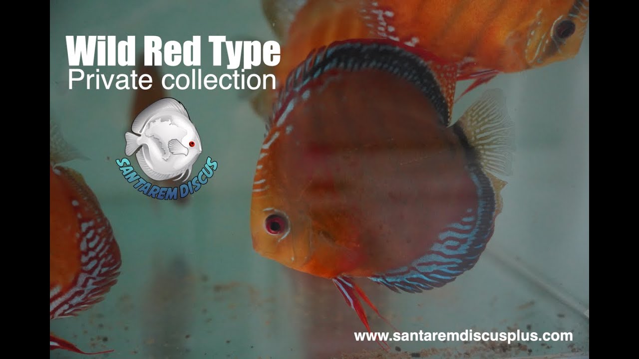 Wild Red Type - Private collection now available - YouTube