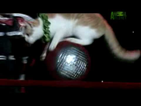 Cat Circus - YouTube