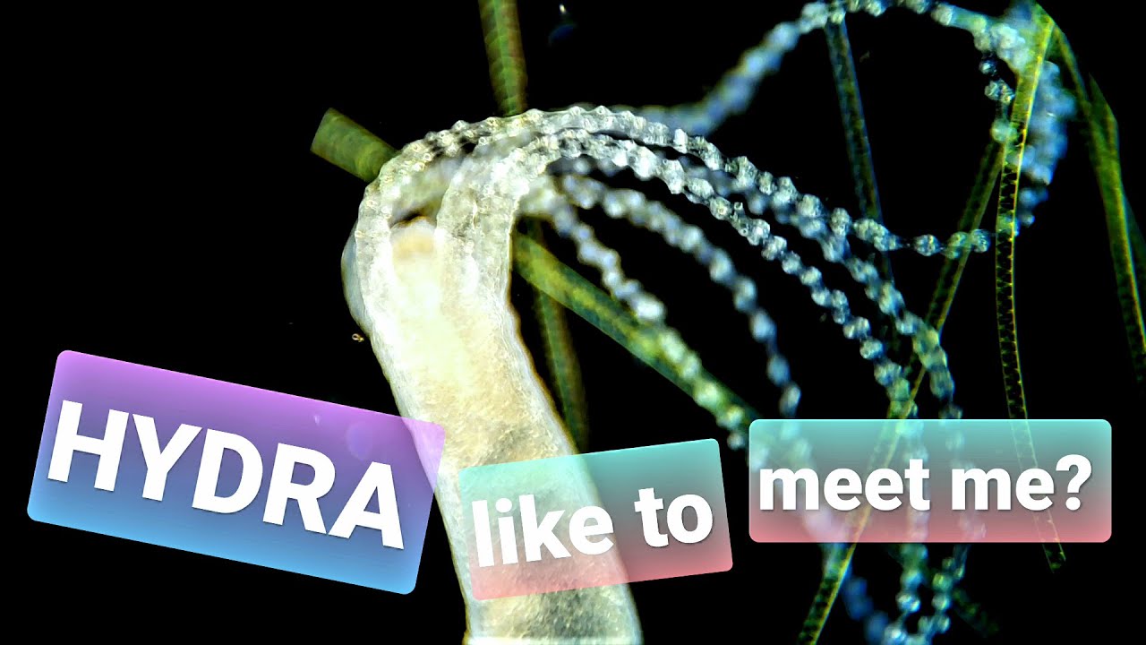Biology Research Project: Stinging Cells in Hydra - YouTube