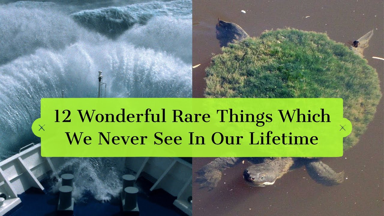 12 Amazing Things you have never seen in your lifetime - YouTube