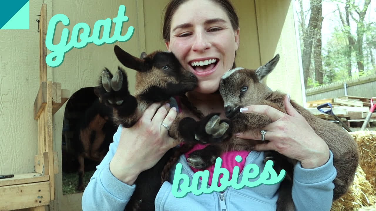 Brand new baby goats! - YouTube