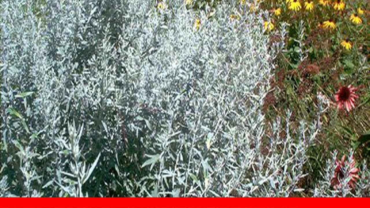 16 Silver Foliage Plants To Brighten Your Landscape 🛋️ - YouTube