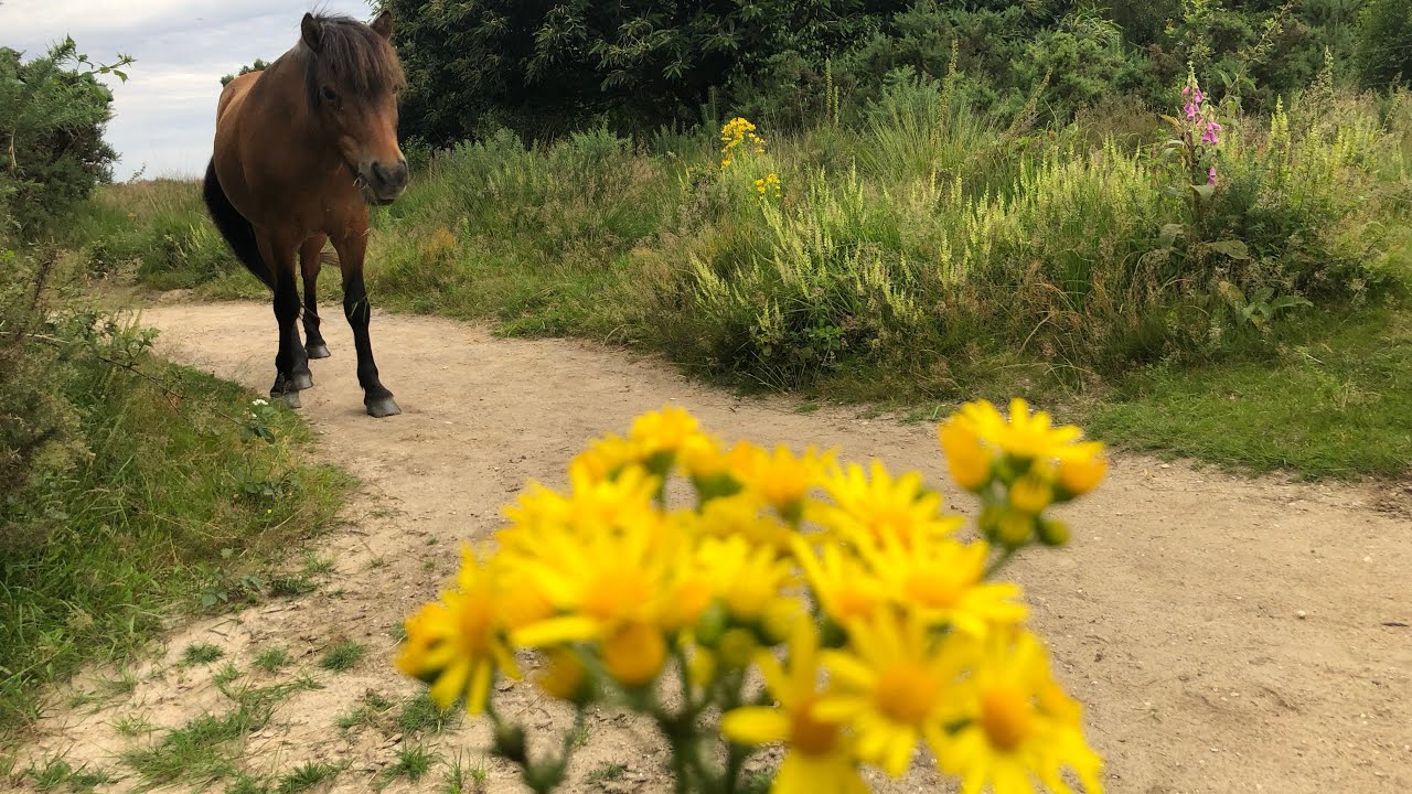 IJslanders, IJslandse paarden, grazen op de heide van de Posbank ...