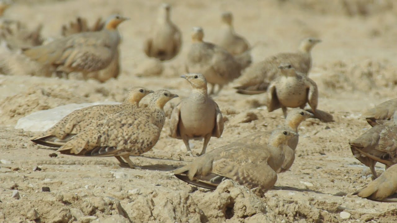 SPOTTED SANDGROUSE 1 - YouTube