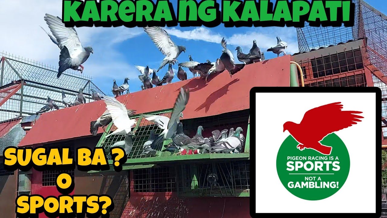 PIGEON RACING O KARERA NG KALAPATI, SUGAL BA OR MATUTURING NA SPORTS ...