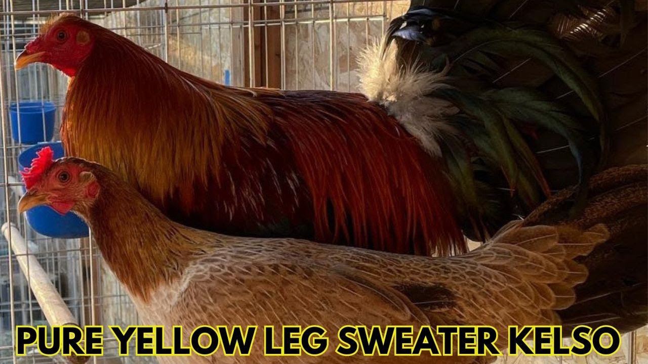 CALIFORNIA Pure Yellow Leg Sweater Kelso Grey | MOJAVE FARM Beautiful ...