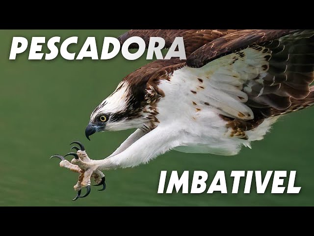 Aguia Pescadora Pegando Peixe