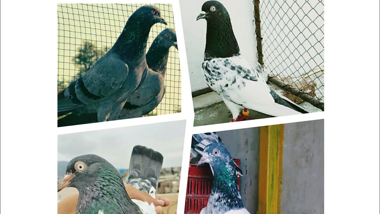 Best Fancy Pigeon Loft || Good Fancy pigeons Breeds - YouTube